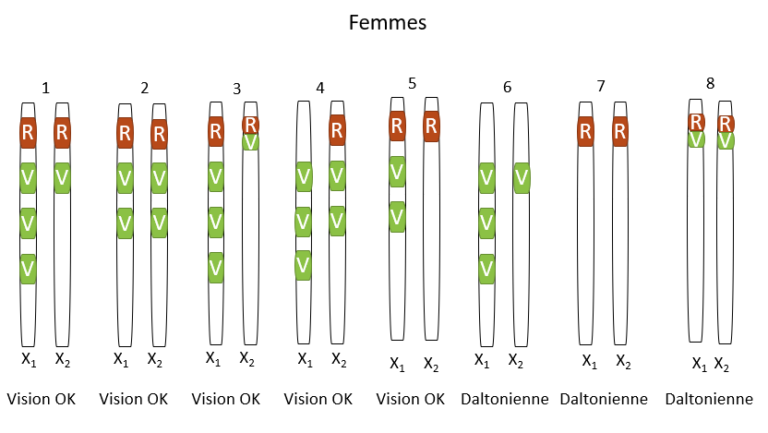 Les femmes peuvent-elles être daltoniennes ? - Les Yeux Du Daltonisme
